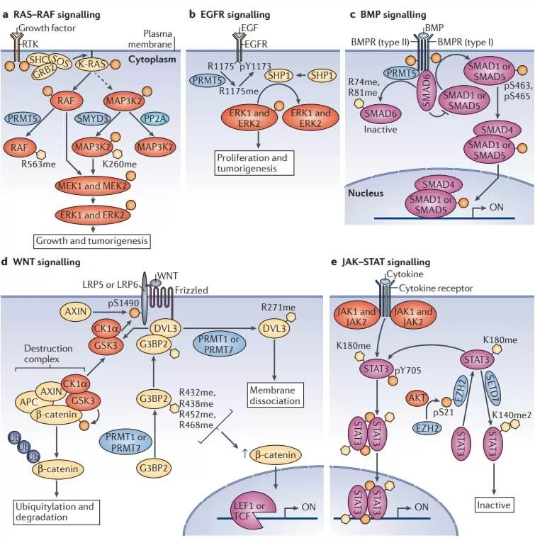 The Fine Art of Protein Methylation: Mechanisms, Impacts, and ...