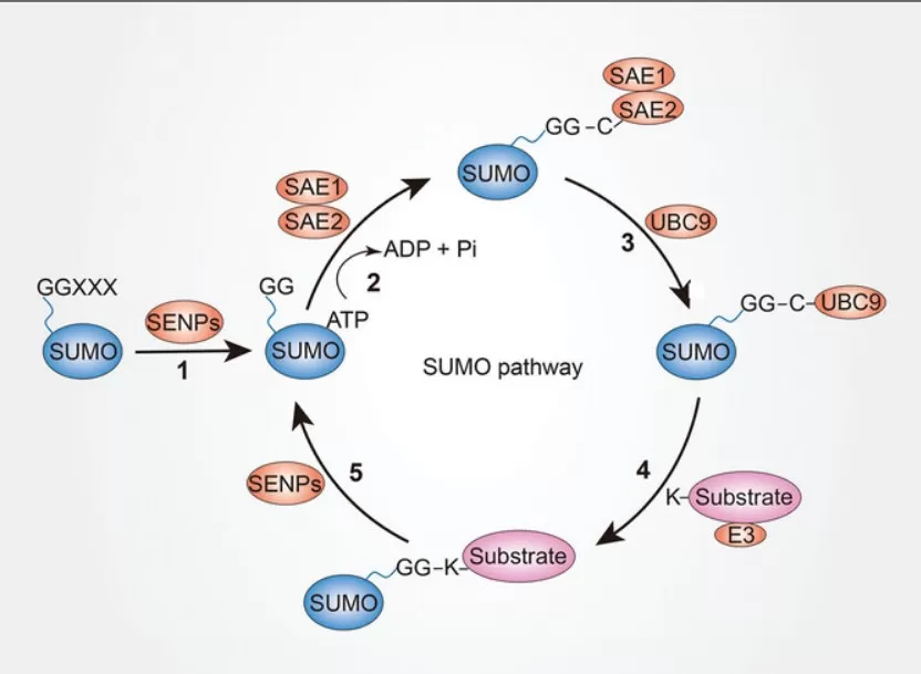 Unveiling Protein SUMOylation: Key Mechanisms and Biological ...