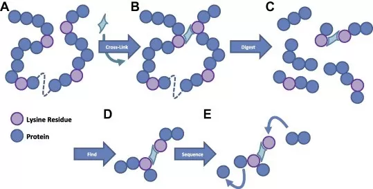 Decoding Protein Crosslinking: From Basic Concepts to Advanced Methods ...