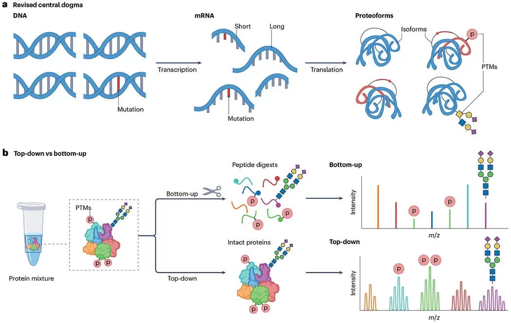 Top-Down vs. Bottom-Up Proteomics: Unraveling the Secrets of Protein ...