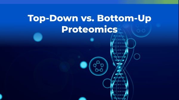 Top-Down vs. Bottom-Up Proteomics: Unraveling the Secrets of Protein ...