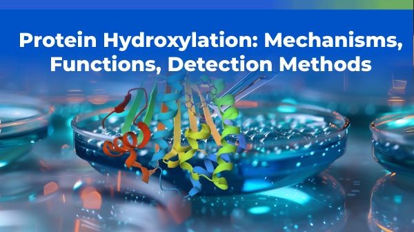 Unveiling Protein Hydroxylation: Mechanisms, Functions, and Advanced ...