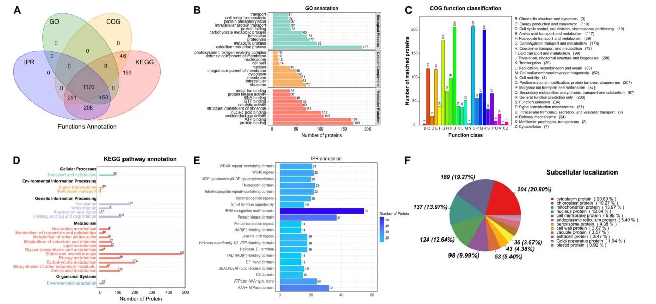 Charting the Proteome: A Comprehensive Guide to Data Analysis in ...