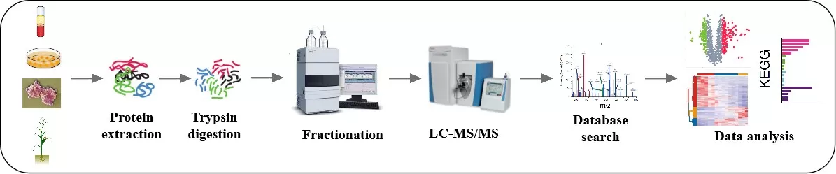 TMT Quantitative Proteomics: A Comprehensive Guide to Labeled Protein ...
