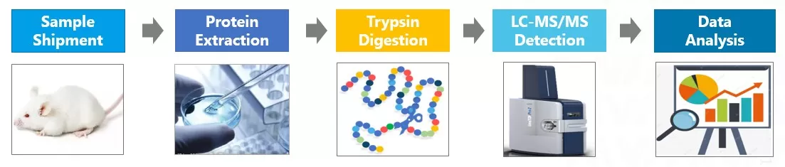 TMT vs. DIA: Which Method Reigns Supreme in Quantitative Proteomics ...