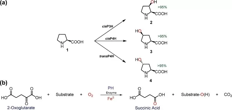 Unveiling Protein Hydroxylation: Mechanisms, Functions, and Advanced ...