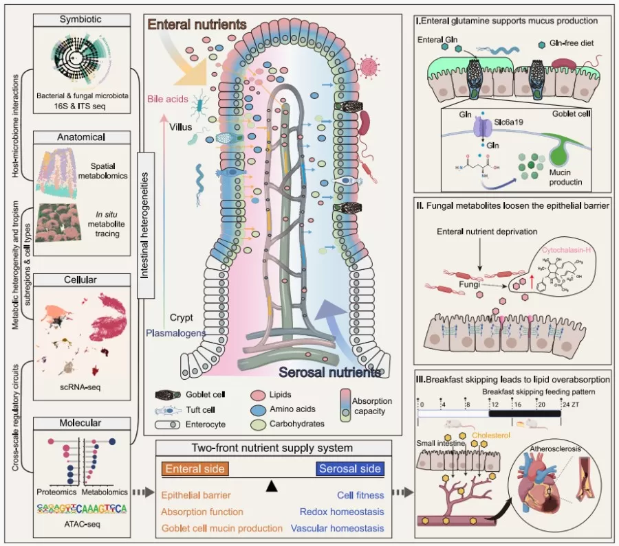 Why You Shouldn't Skip Breakfast: Multi-Omics Insights into Nutrient ...