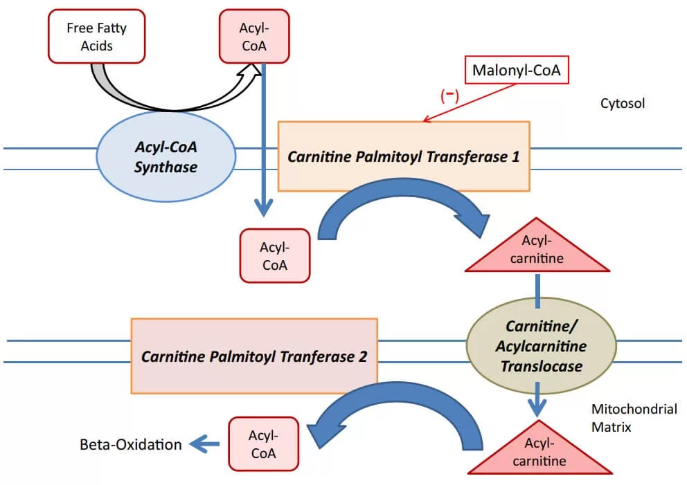 Acylcarnitine: Structure, Metabolism, Functions, and Advanced Analysis ...