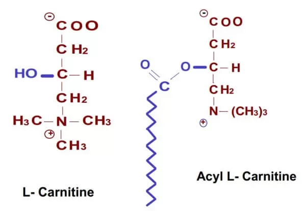 Acylcarnitine: Structure, Metabolism, Functions, and Advanced Analysis ...