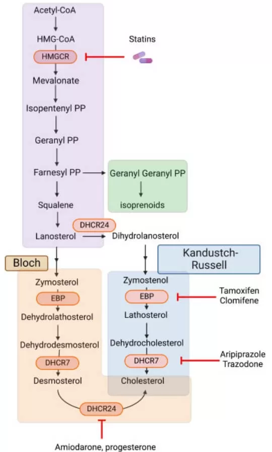 Sterol Lipids: Structure, Function, and Their Role in Health and ...