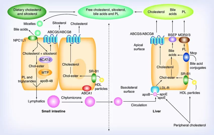 Sterol Lipids: Structure, Function, and Their Role in Health and ...
