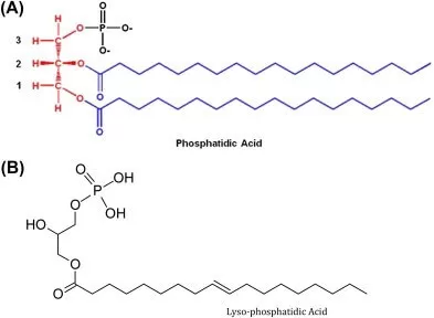 Unveiling Phosphatidic AcidⅠ: Chemical Properties and Metabolic ...
