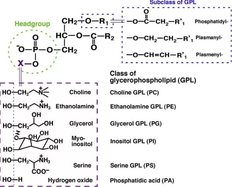 Lipidomics Demystified: Exploring Lipid Classification, Structures ...