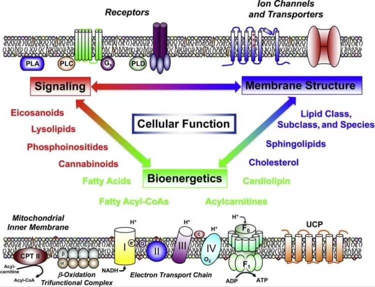 Lipidomics Demystified: Exploring Lipid Classification, Structures ...