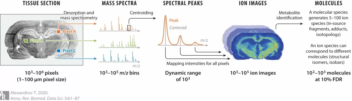 Spatial Metabolomics: Transforming Biomedical and Agricultural Research ...