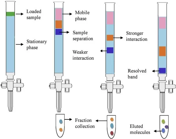 Chromatographic Columns: The Backbone of Analytical Chemistry - MetwareBio