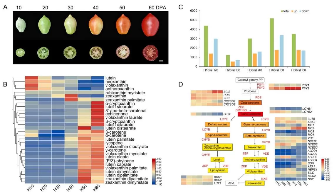 How Multi-Omics is Transforming Plant Research: Lessons from Tomato ...