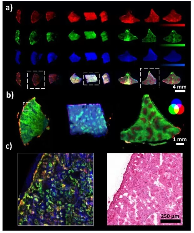 How to Prepare Samples for Spatial Metabolomics: The Essential Guide ...