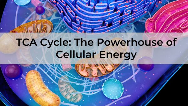 Unlocking the Secrets of the TCA Cycle: The Powerhouse of Cellular ...