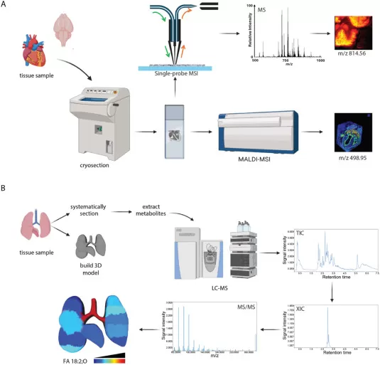 Spatial Metabolomics Based on Mass Spectrometry - MetwareBio