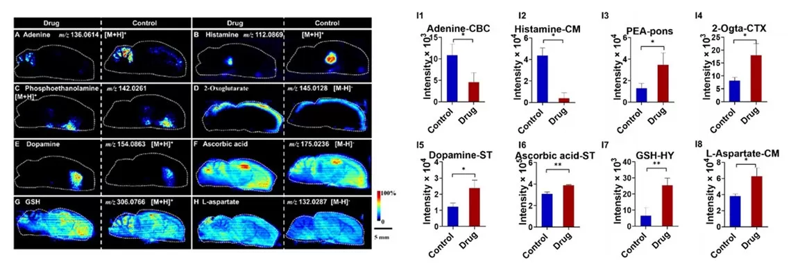 Unveiling AFADESI Spatial Metabolomics - MetwareBio