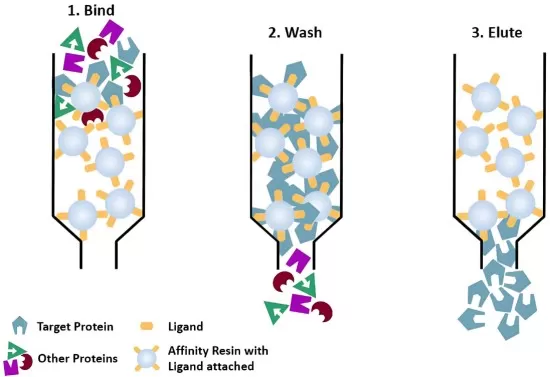 Decoding Protein Interaction Networks: Advanced Strategies in Tandem ...