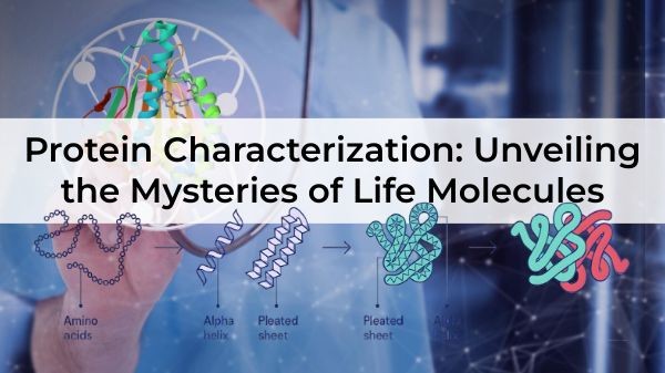 Protein Characterization: Unveiling the Mysteries of Life Molecules ...