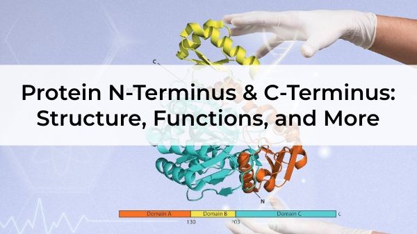 Protein N Terminus And C Terminus Structure Functions And Analytical