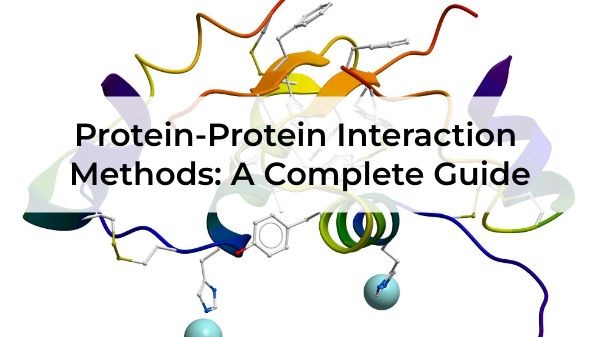 Protein-Protein Interaction Methods: A Complete Guide for Researchers ...