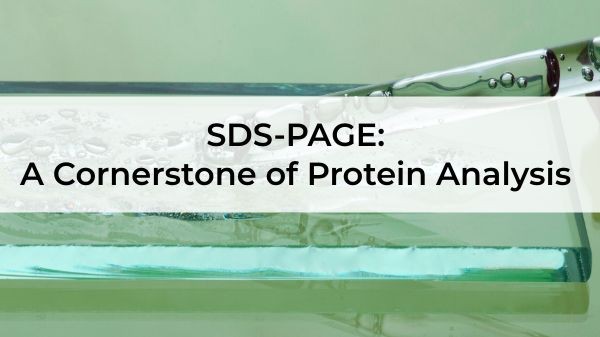 SDS-PAGE: A Cornerstone of Protein Analysis in Modern Biochemistry ...
