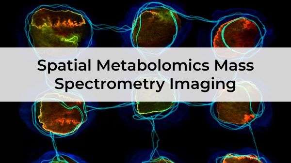 Spatial Metabolomics Based on Mass Spectrometry Imaging: Mapping Molecular Landscape - MetwareBio