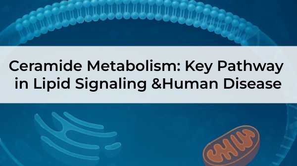 Ceramide Metabolism: A Key Pathway in Lipid Signaling and Human Disease - MetwareBio