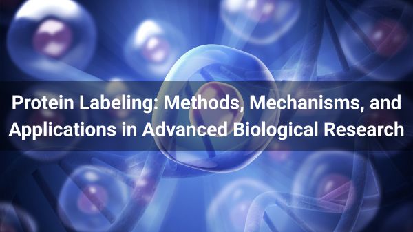 Protein Labeling: Methods, Mechanisms, and Applications in Advanced ...