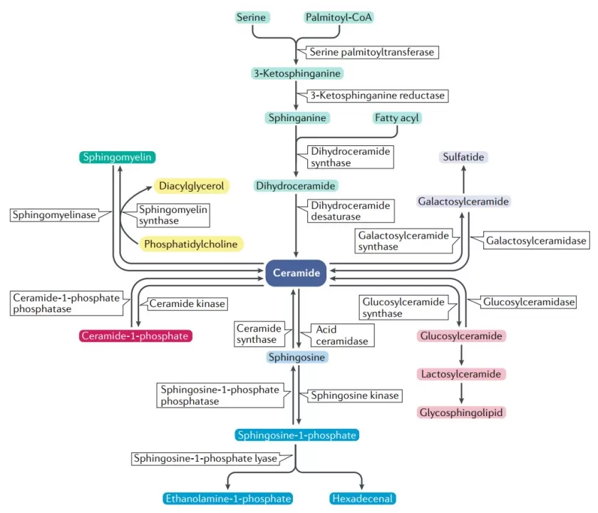 Ceramide Metabolism: A Key Pathway in Lipid Signaling and Human Disease ...
