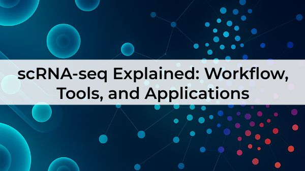scRNA-seq Explained: Workflow, Tools, and Applications - MetwareBio