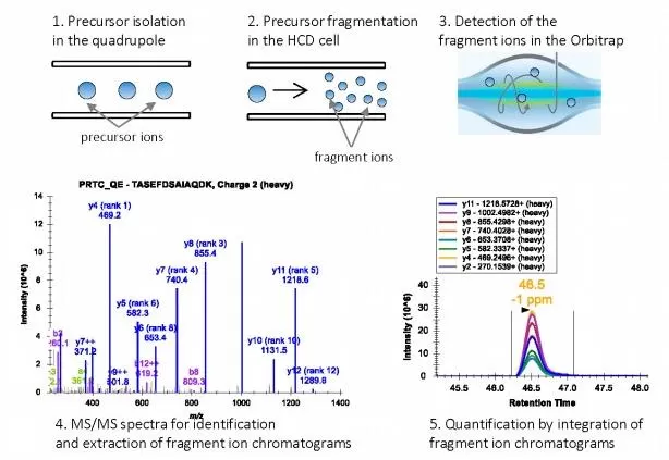 Proteomics Biomarker Discovery: A Quantitative Workflow Guide - MetwareBio