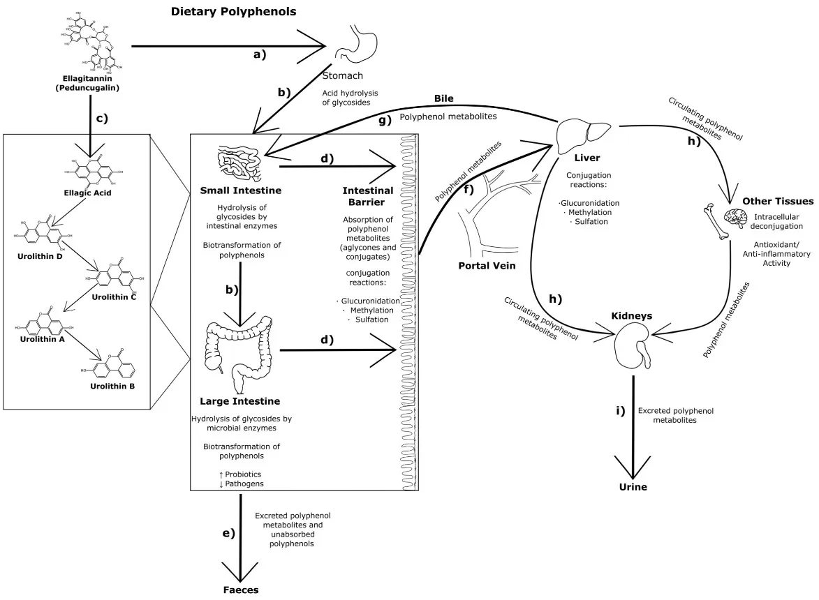 Polyphenols Explained: How Plant Compounds Boost Health and Wellness ...