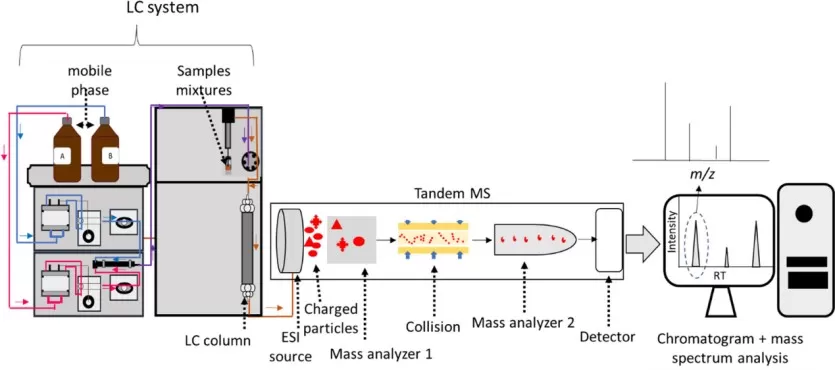 Metabolite Identification in LC-MS Metabolomics: Identification ...