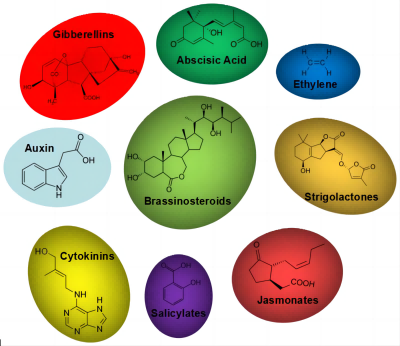 Classification, Function and Mechanism of Action of Phytohormone -MetwareBio