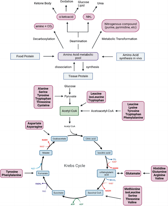 MetwareBio Amino Acid Metabolomics : Precision, Coverage, and Stability - Metware Biotechnology ...