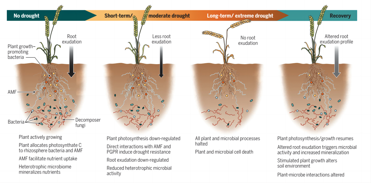 A Multifaceted Exploration of Plant-Microbe Interactions - Metware ...