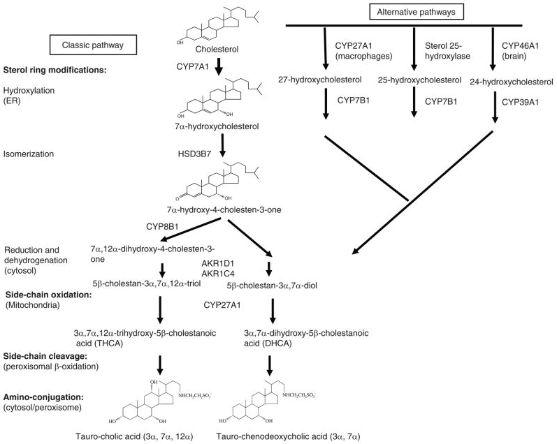 Cholic Acid - Metware Biotechnology Co., Ltd.