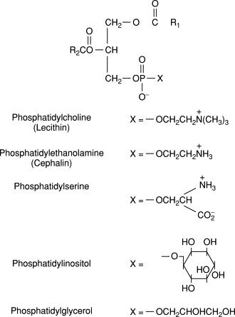 What is Phospholipid? Structure, Functions, and Applications - Metware Biotechnology Co., Ltd.
